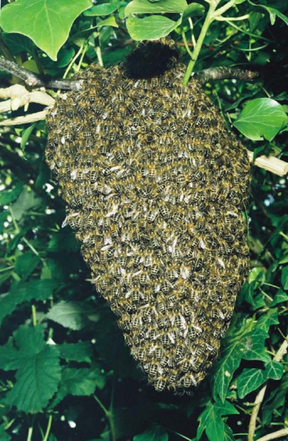 Bijen, bijennest, verwijderen rond Wijnegem, Schilde, Wommelgem ...